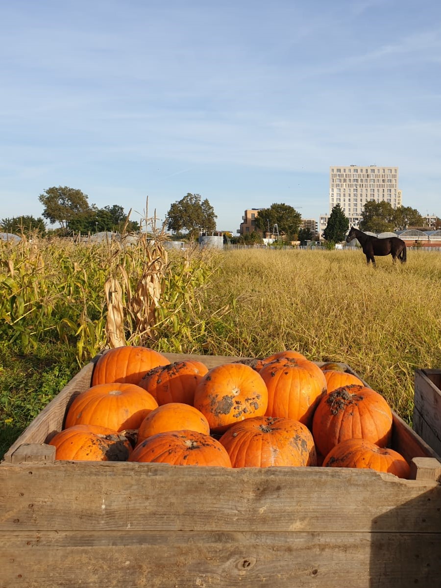 Champ De Citrouilles Hanté